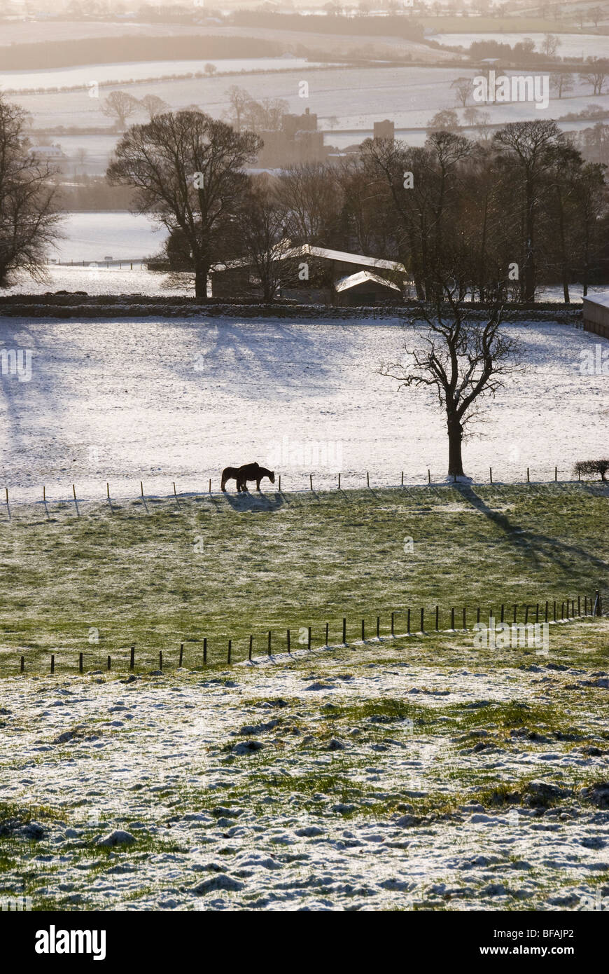 Beacon edge horse hi-res stock photography and images - Alamy