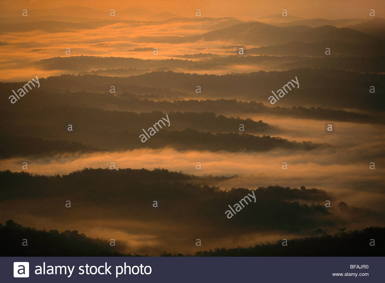 Monsoon Forest Of India Stock Photos & Monsoon Forest Of India Stock ...