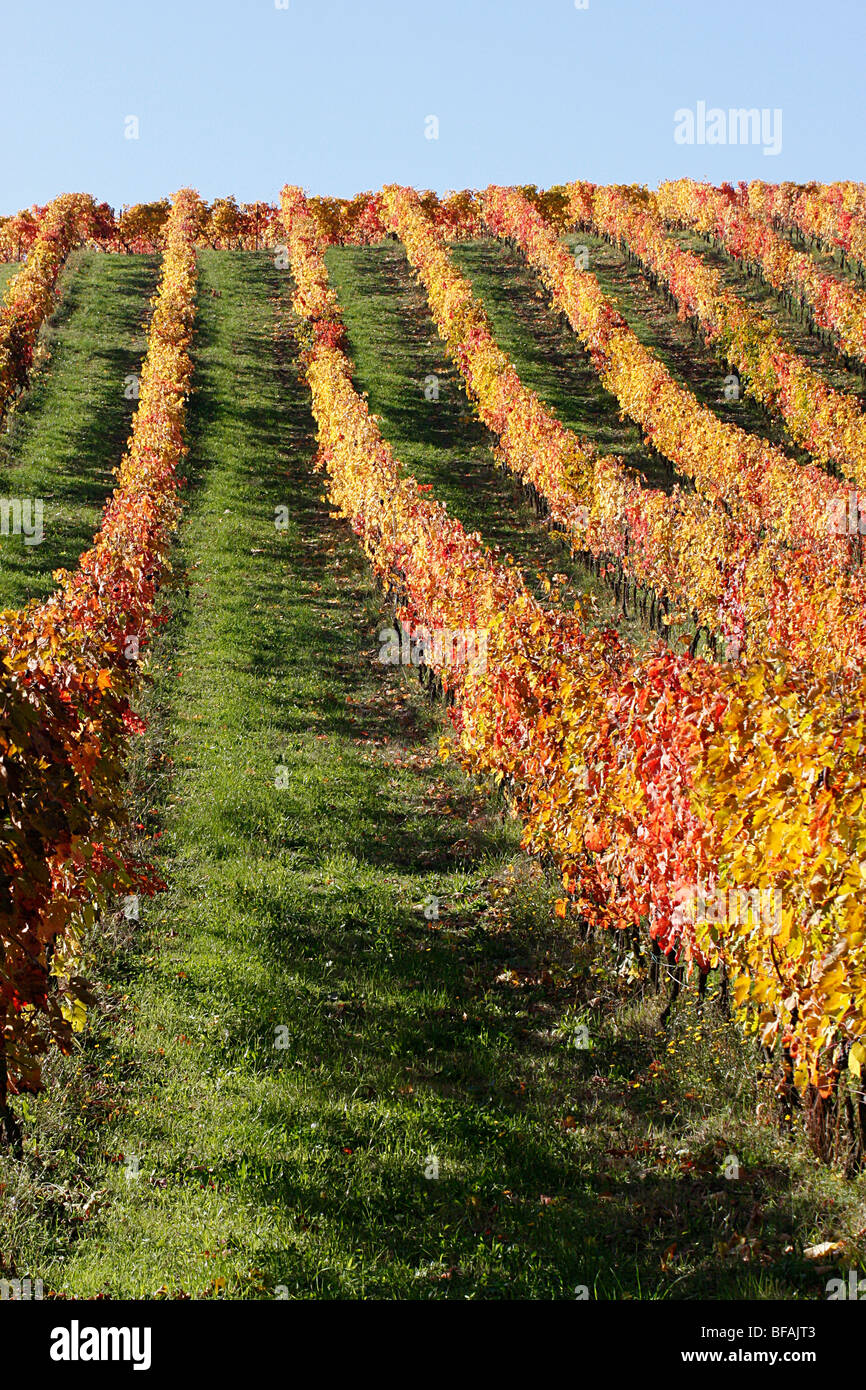 Le marche italy wine hi-res stock photography and images - Alamy