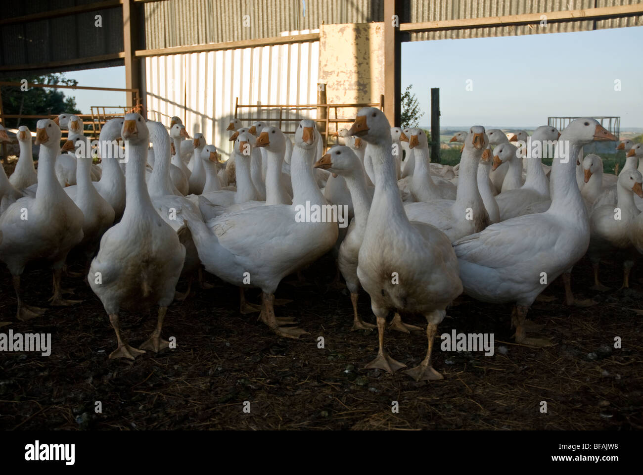 Free range, organic Embden white geese in a barn on a farm Stock Photo ...