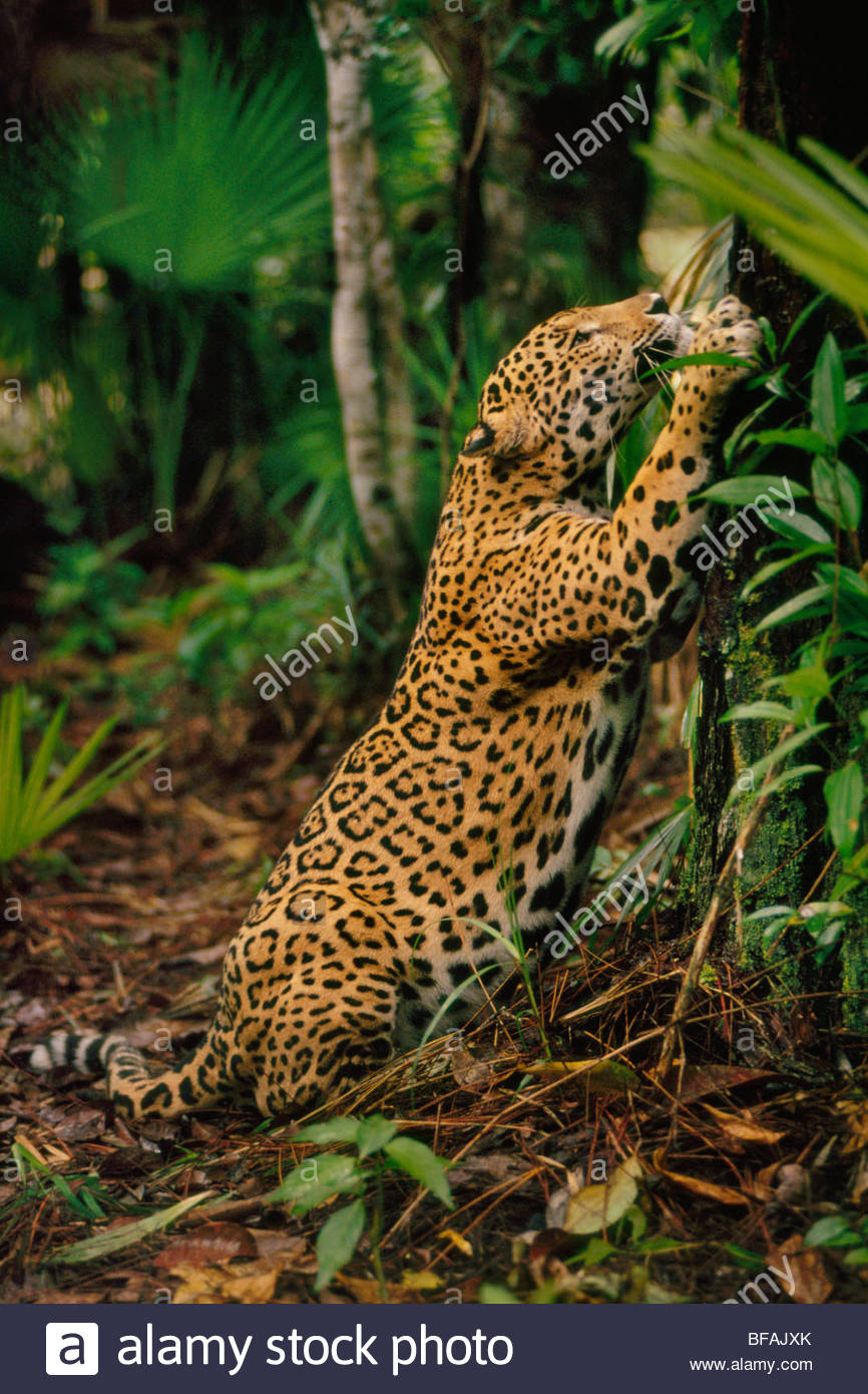 Jaguar Habitat Stock Photos & Jaguar Habitat Stock Images - Alamy