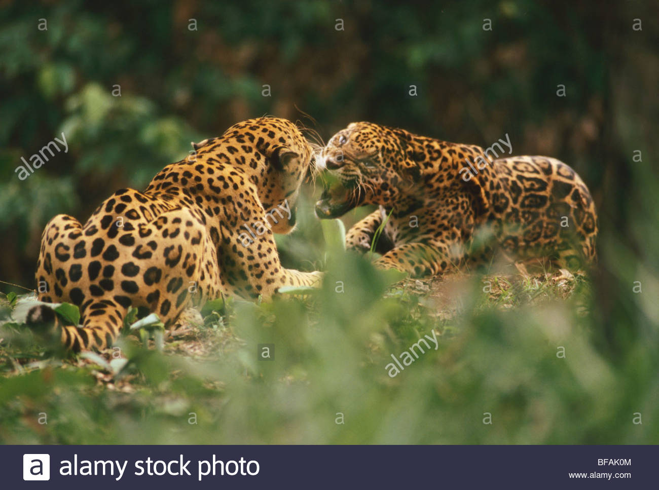 Jaguars Fighting Panthera Onca Brazil High Resolution Stock Photography ...