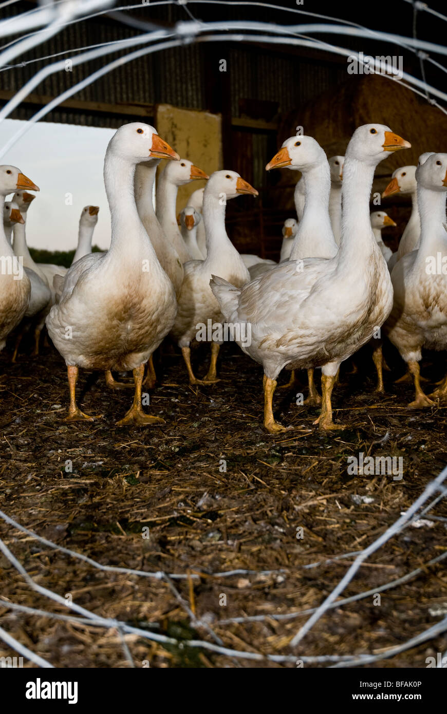Free range, organic Embden white geese seen through a roll of wire mesh ...