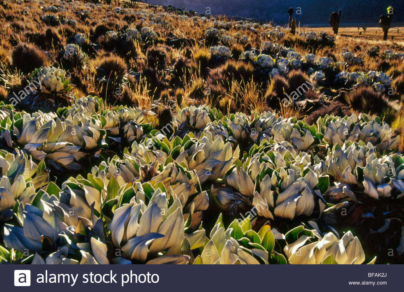 Giant Groundsel Plants Stock Photos & Giant Groundsel Plants Stock ...