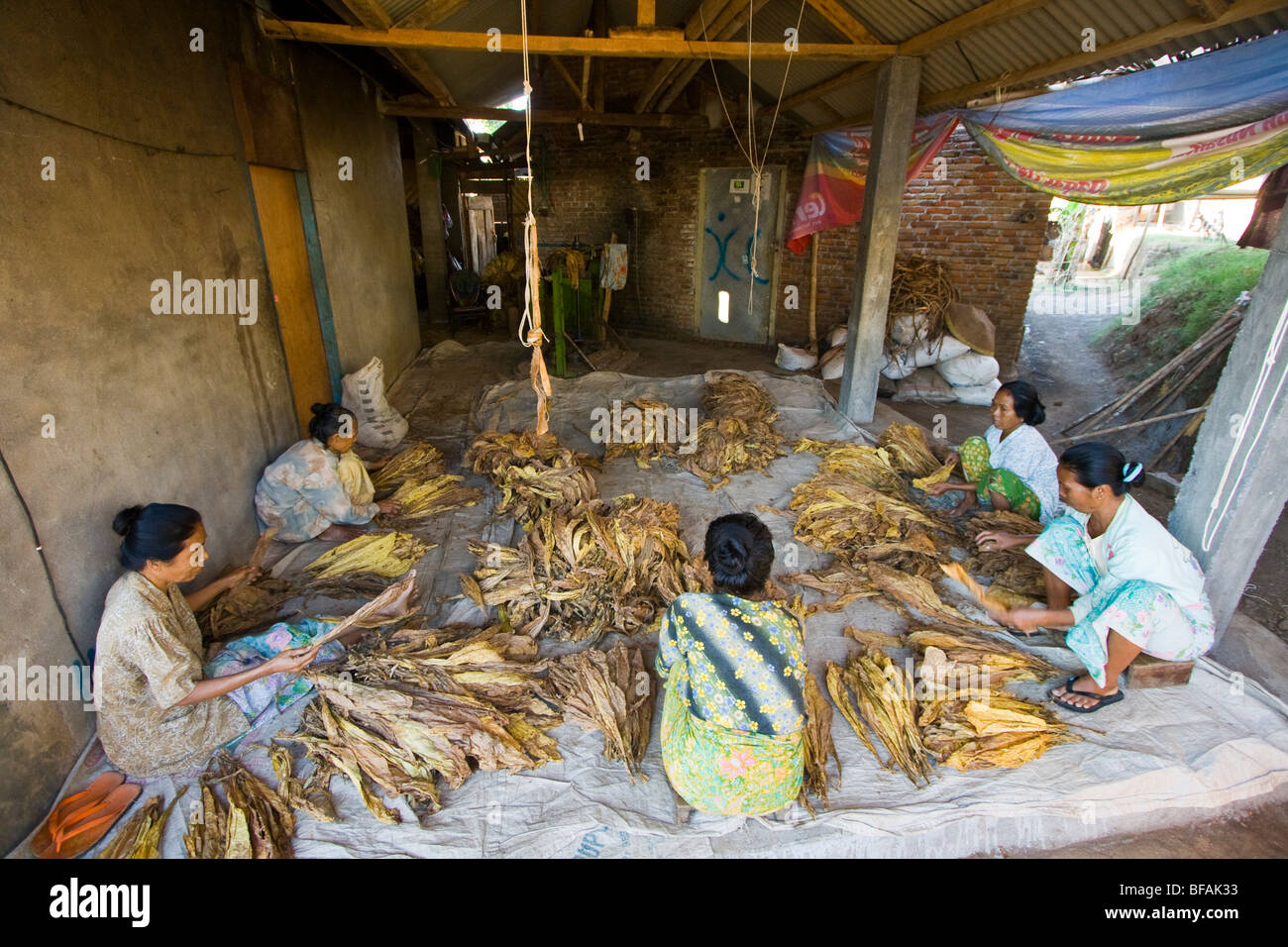Tobacco Drying Kiln in Nusa Tenggara on Lombok Island in Indonesia ...