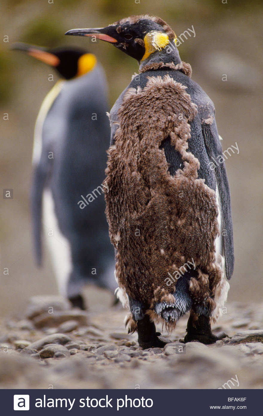 Molting Bird Stock Photos & Molting Bird Stock Images - Alamy