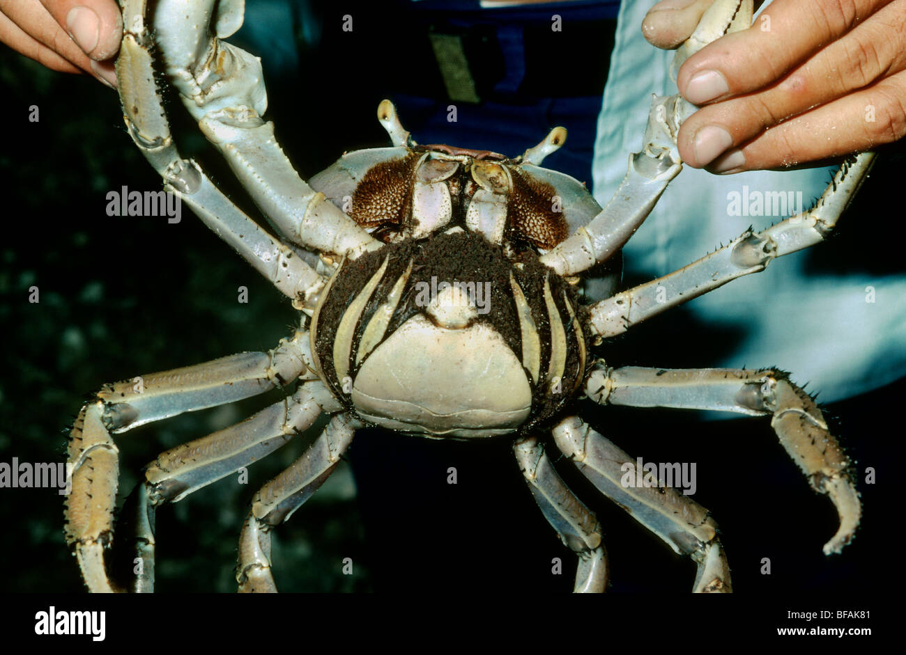 big female Land Crab Cuba Kuba man hold holding with eggs spawn hand ...