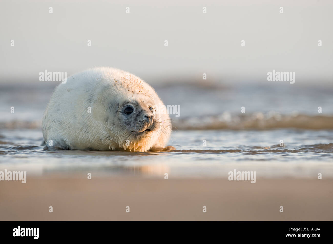 Grey Seal at Donna Nook Stock Photo - Alamy