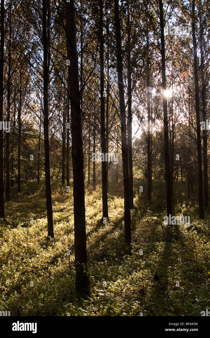 Plantation of tall trees with winter sun slanting bewteen the tree ...