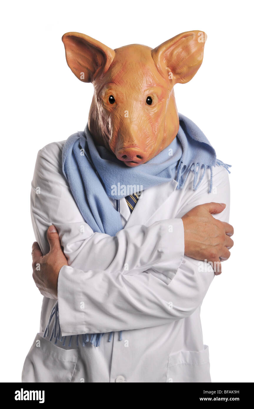 Swine Flu metaphor showing a doctor with pig's head isolated on white ...
