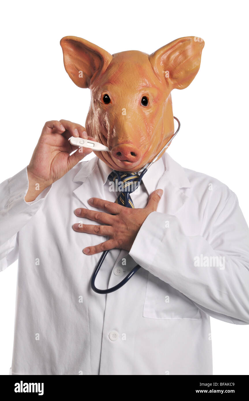 Swine Flu metaphor showing a doctor with pig's head isolated on white ...
