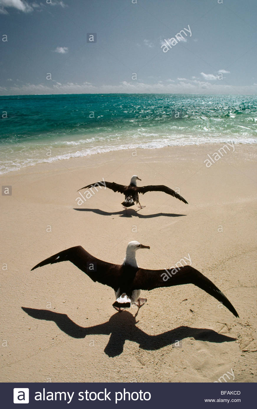 Stretching Wings Stock Photos & Stretching Wings Stock Images - Alamy