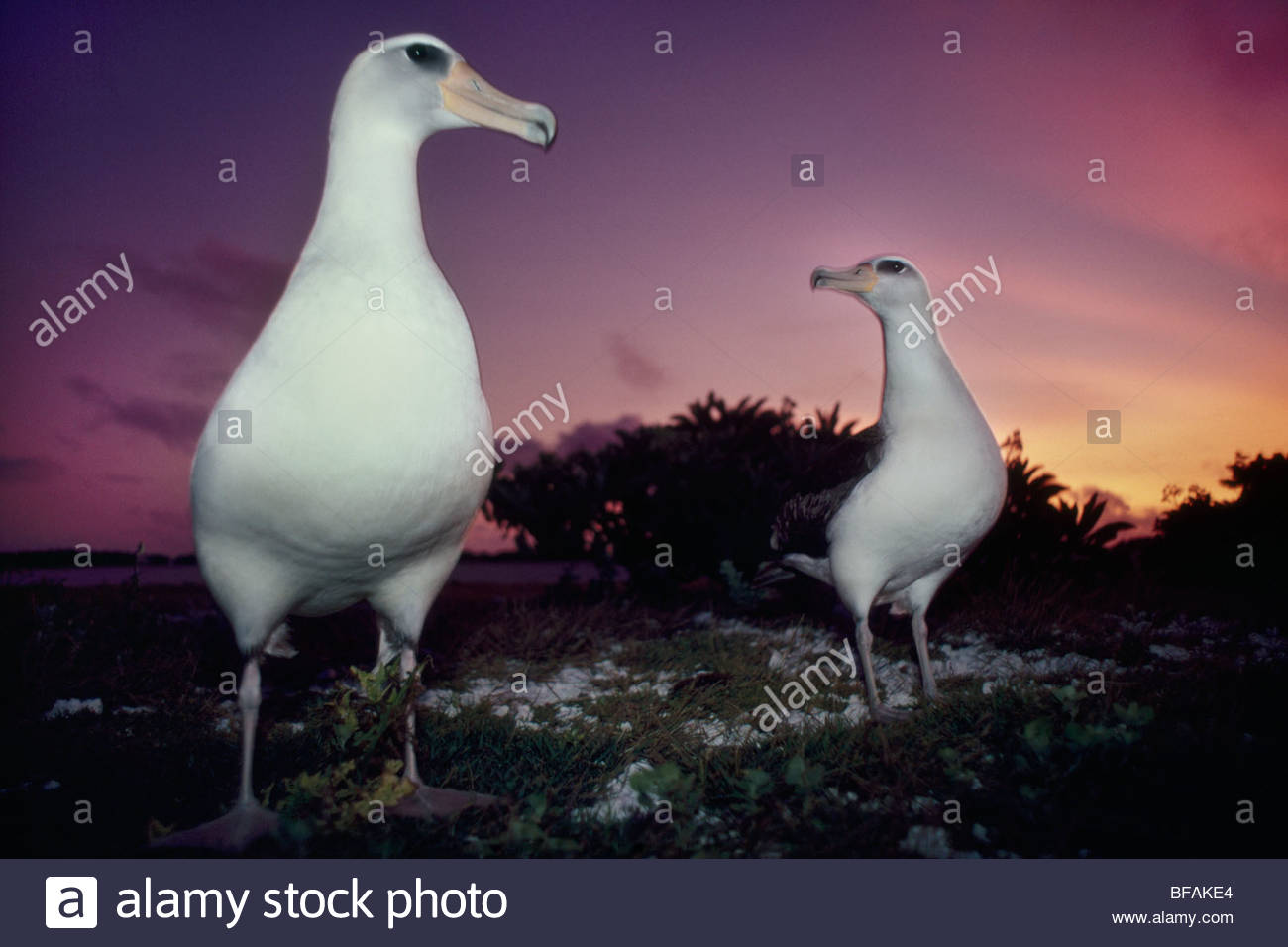 Laysan Albatross Stock Photos & Laysan Albatross Stock Images - Alamy