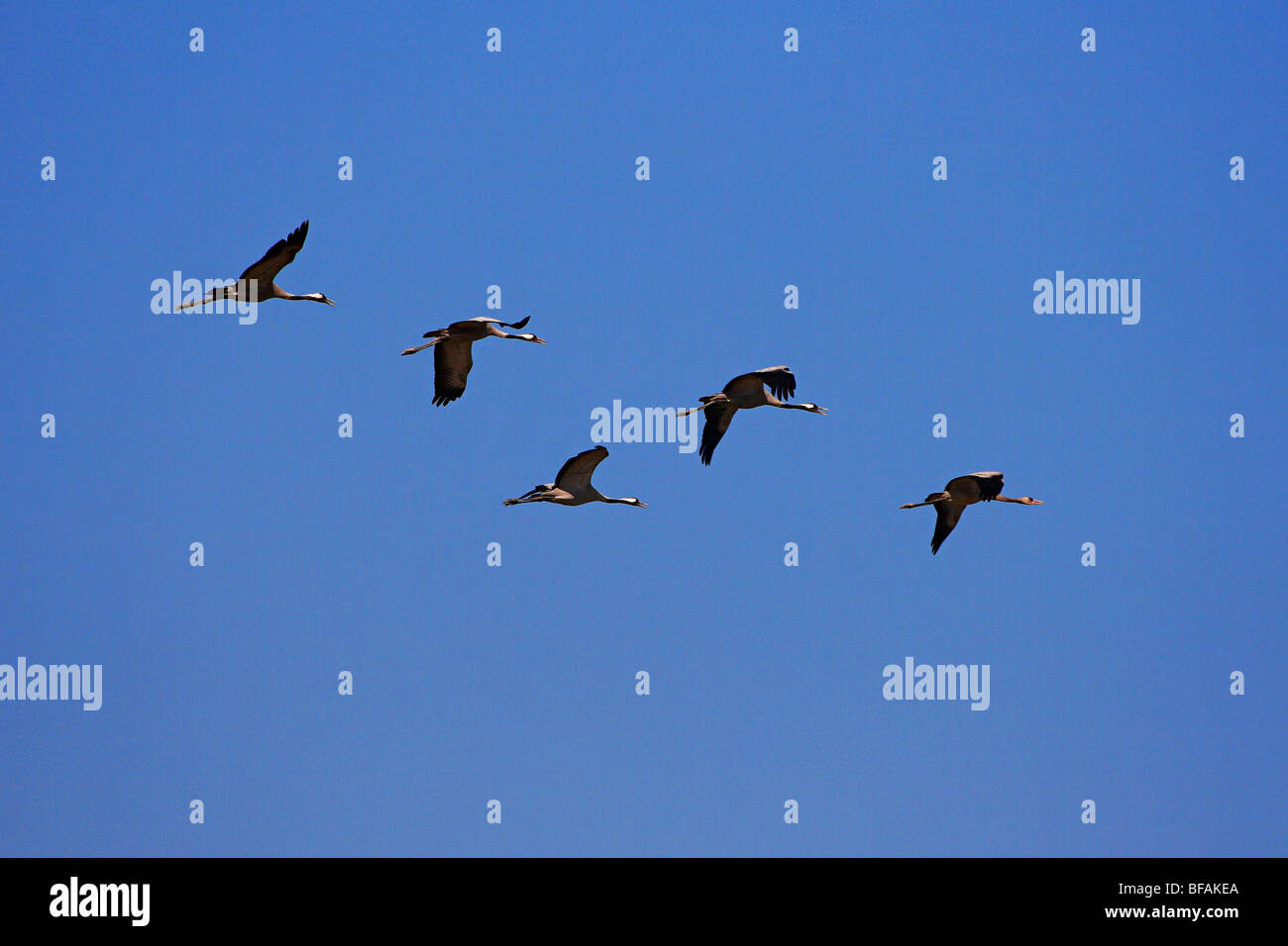 Uplifted wings hi-res stock photography and images - Alamy