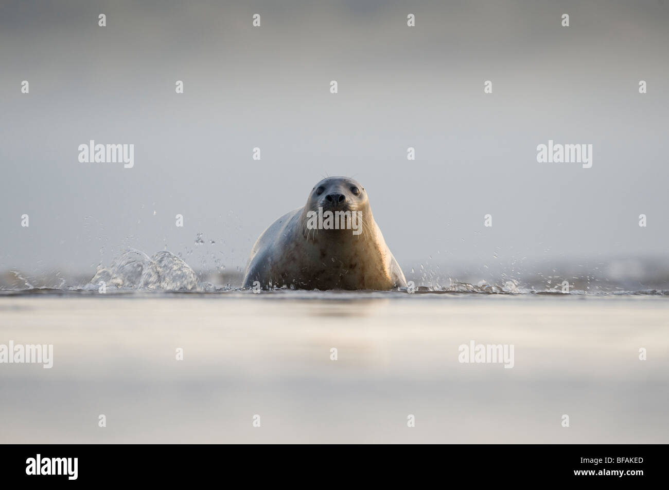 Breaking the seal hi-res stock photography and images - Alamy