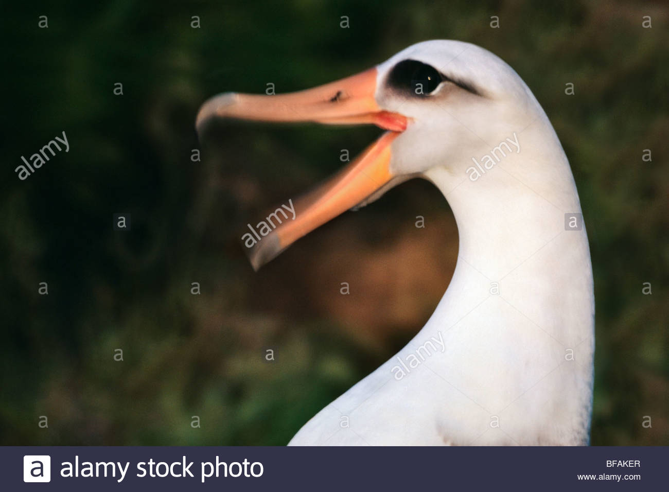 Gooney Birds Stock Photos & Gooney Birds Stock Images - Alamy