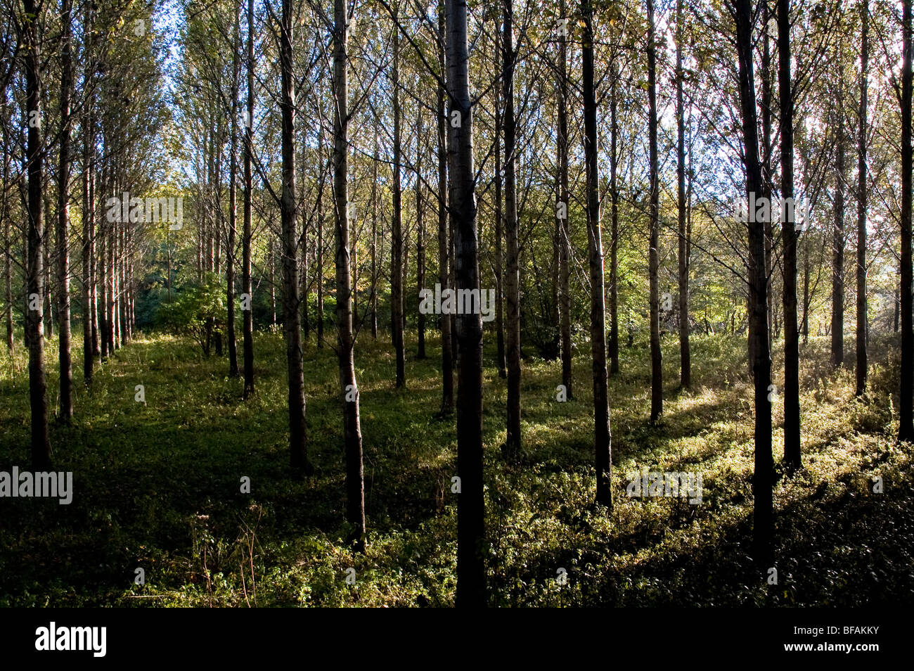 Slanting trees hi-res stock photography and images - Alamy