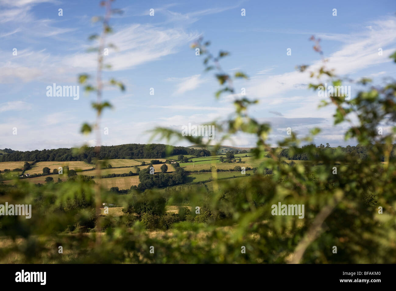 Looking through thorny vegetation, lowland Welsh fields and further into the distance, rolling ...