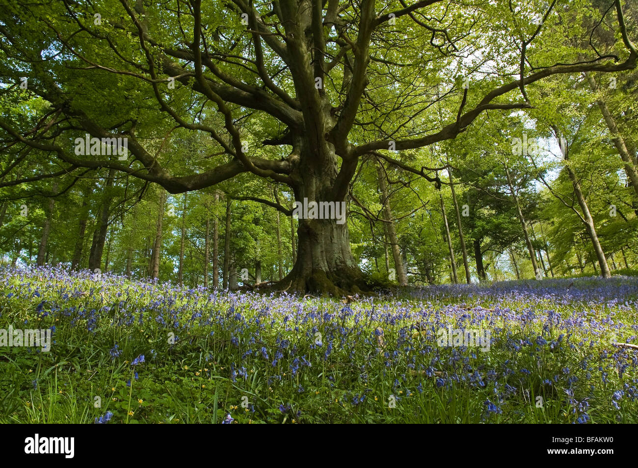 Bluebells and woodland trees at Lowther Park, in the Eden Valley ...