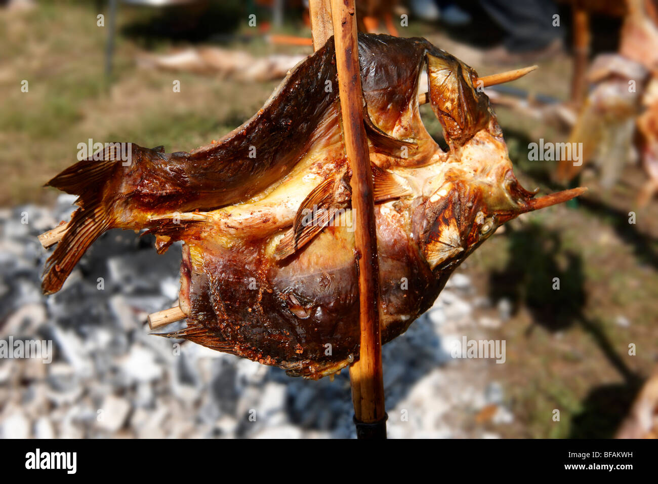 BBQ Zander being cooked over charcoals in the open air, Croatian style ...