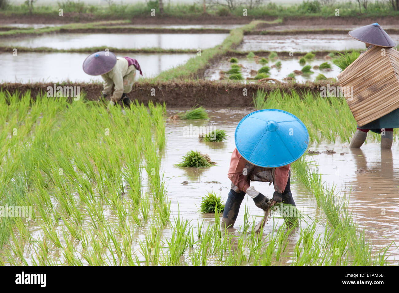 three women wearing conical hats plants rice in Eastern Shan state ...