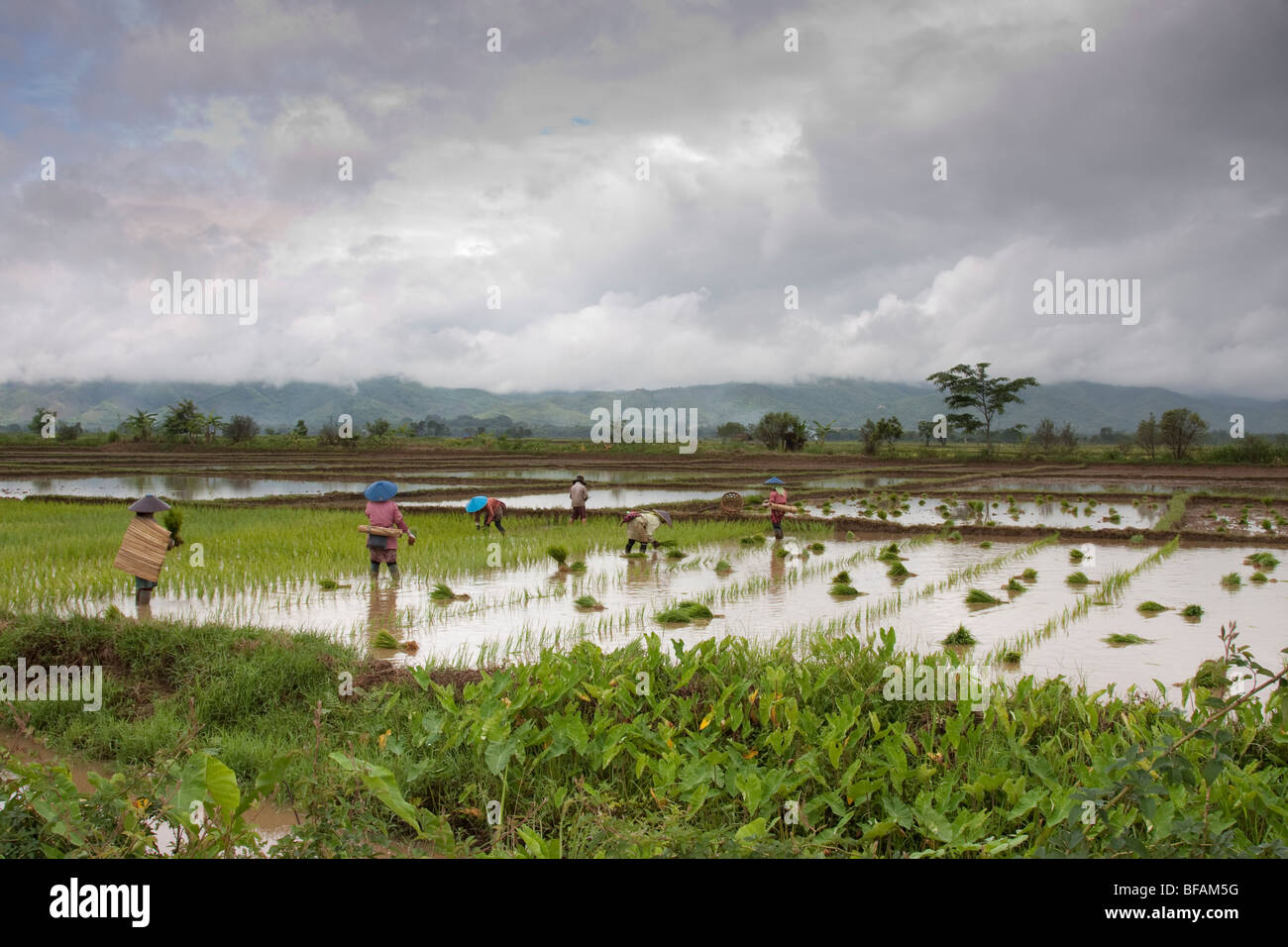 Women planting rice in Eastern Shan state, Myanmar Stock Photo - Alamy