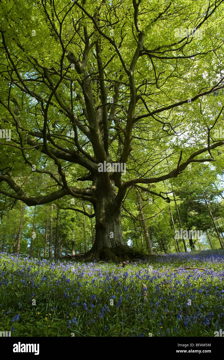 Bluebells and woodland trees at Lowther Park, in the Eden Valley ...