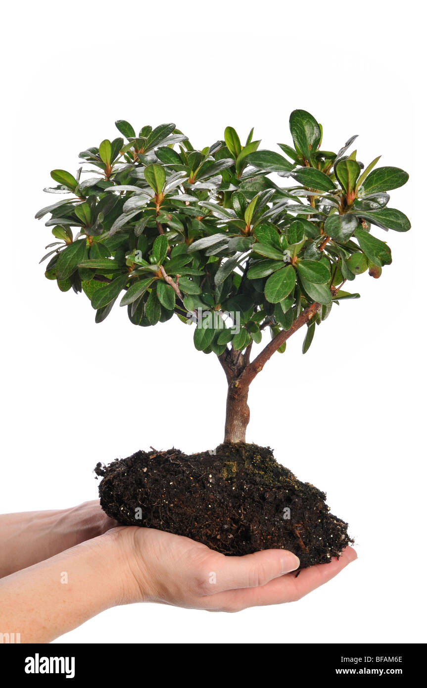 Hands holding a tree isolated on a white background Stock Photo - Alamy