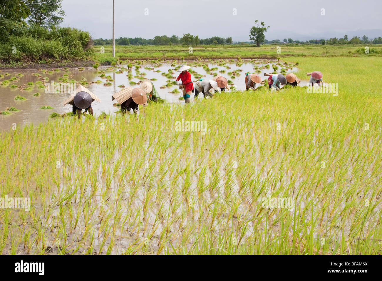 women wearing conical hats planting rice in Eastern Shan state, Burma ...