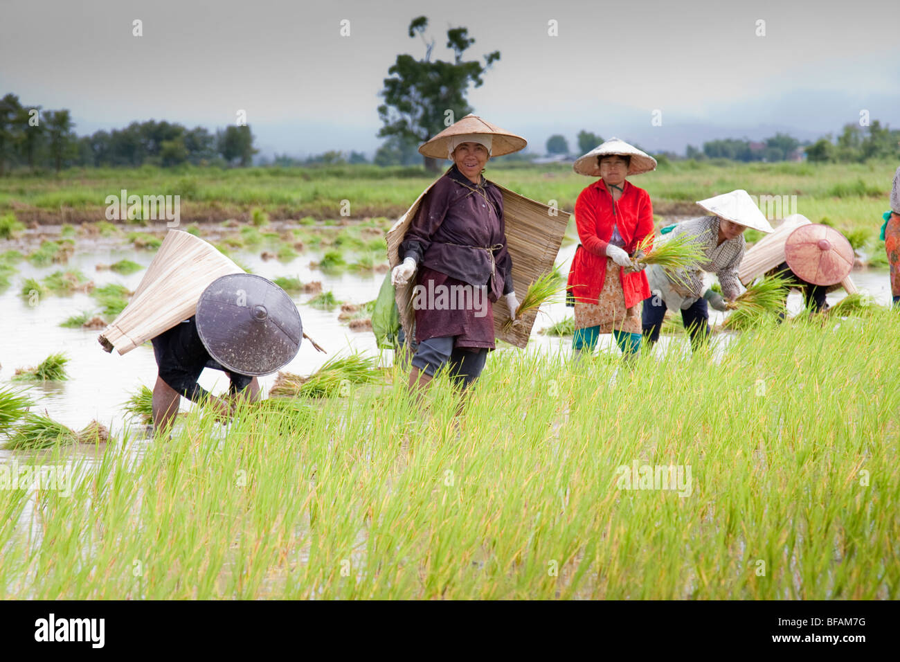 women wearing conical hats planting rice in Eastern Shan state, Burma ...