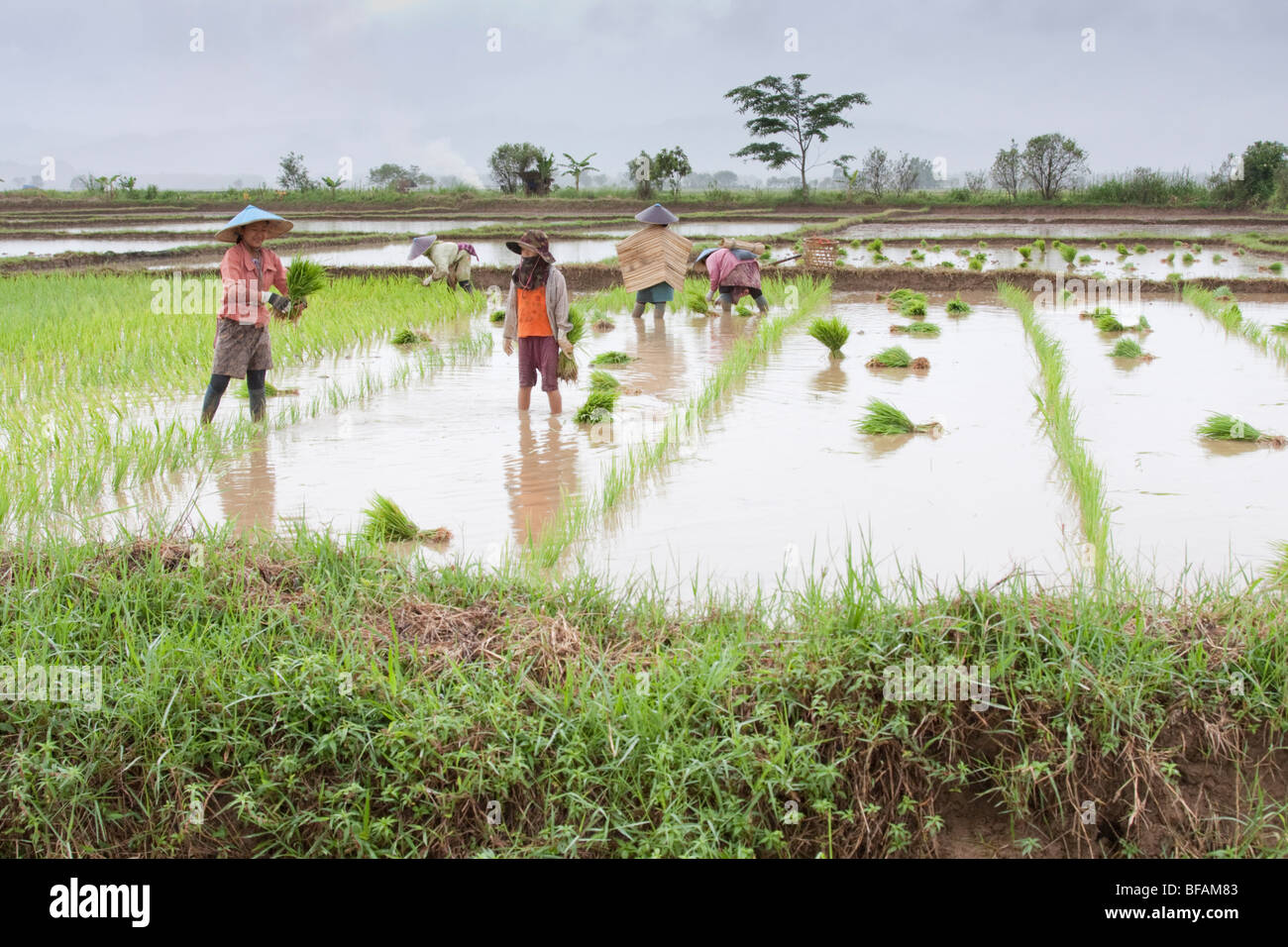 Woman planting rice in shan hi-res stock photography and images - Alamy