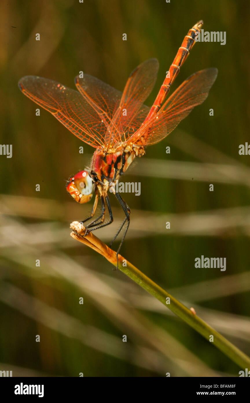 Dragonfly insect insects wildlife hi-res stock photography and images ...