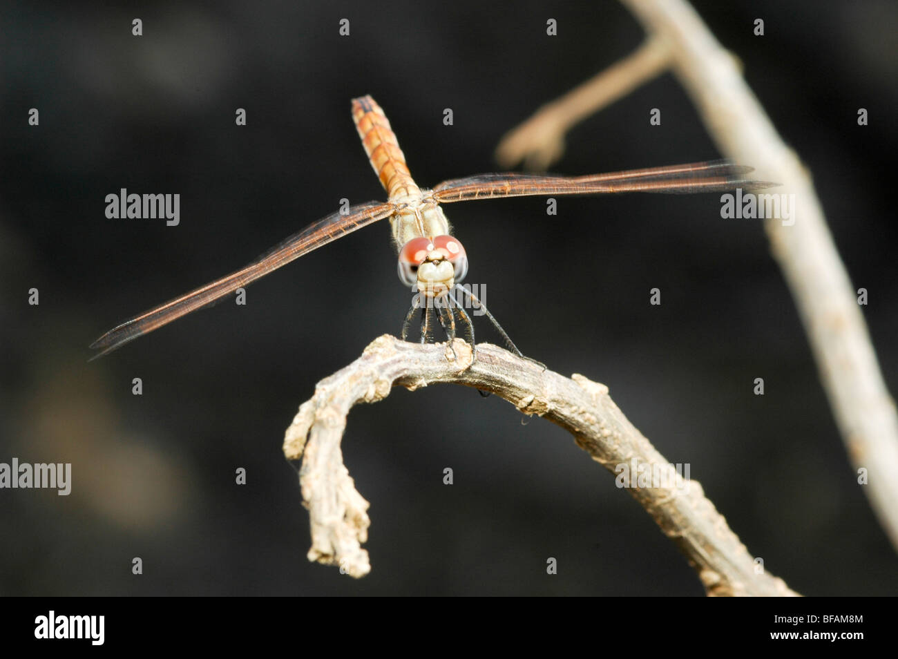 White dragonfly hi-res stock photography and images - Alamy