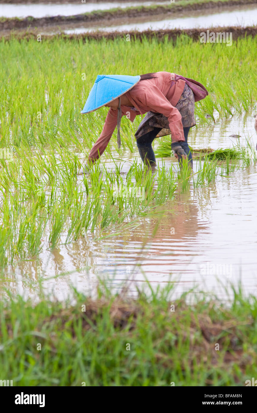 A woman wearing a blue conical hat plants rice in Eastern Shan state ...