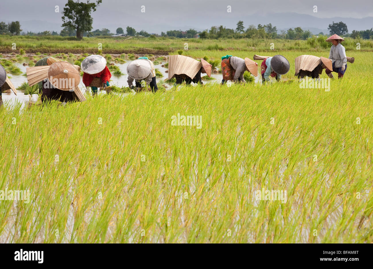 women wearing conical hats planting rice in Eastern Shan state, Burma ...