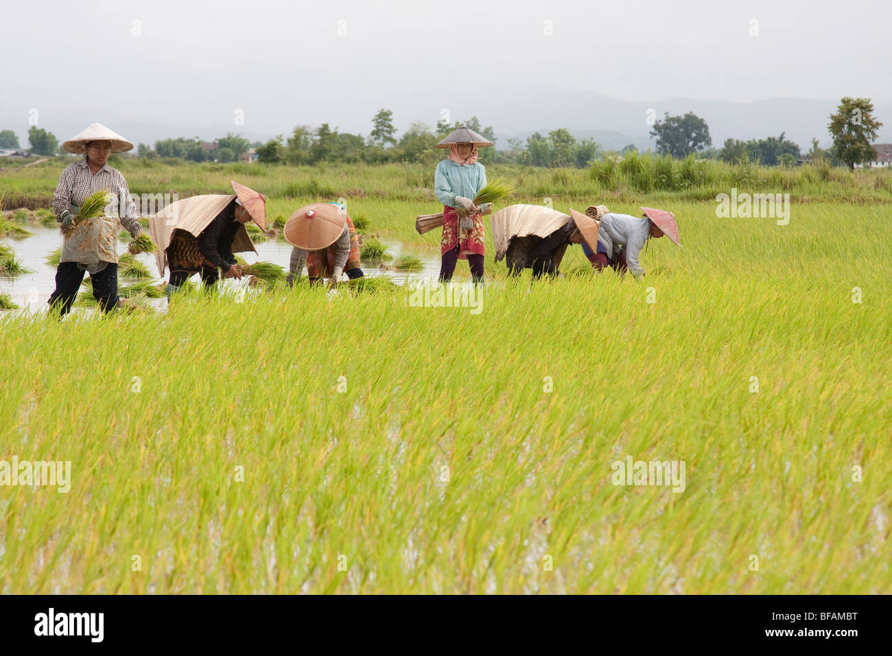 women wearing conical hats planting rice in Eastern Shan state, Burma ...