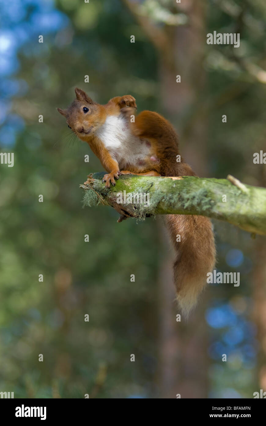 Abernethy forest caledonian hi-res stock photography and images - Alamy