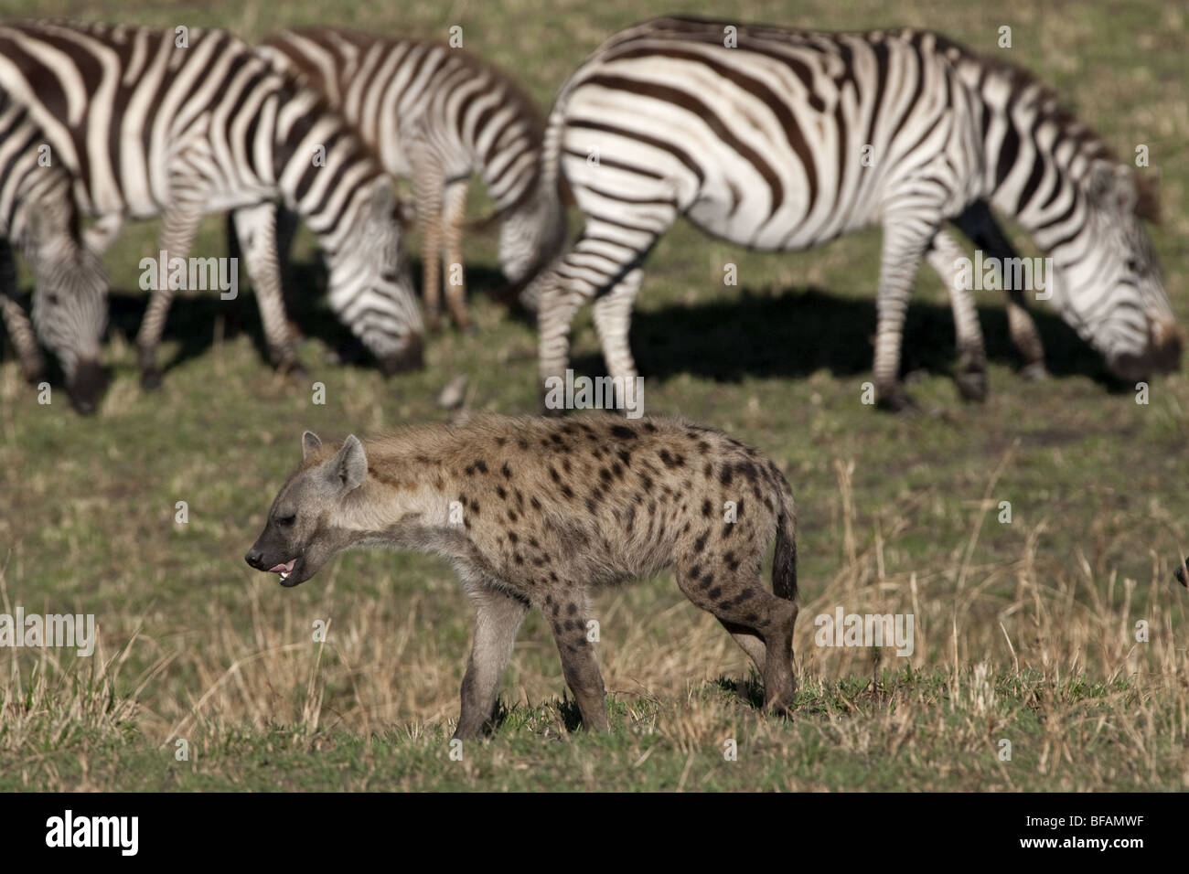 Spotted Hyena in front of Plains Zebra Stock Photo - Alamy
