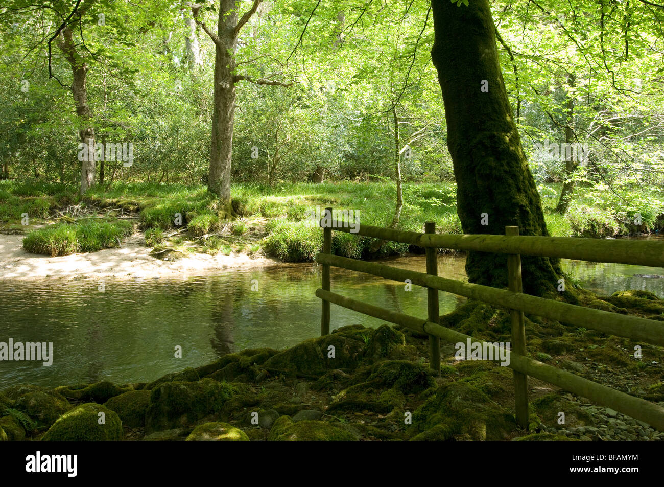 River scene on the River Plym, Devon UK Stock Photo - Alamy