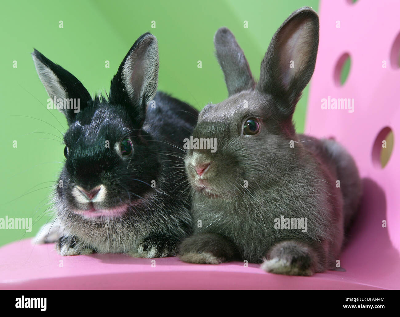 Baby bunnies hi-res stock photography and images - Alamy