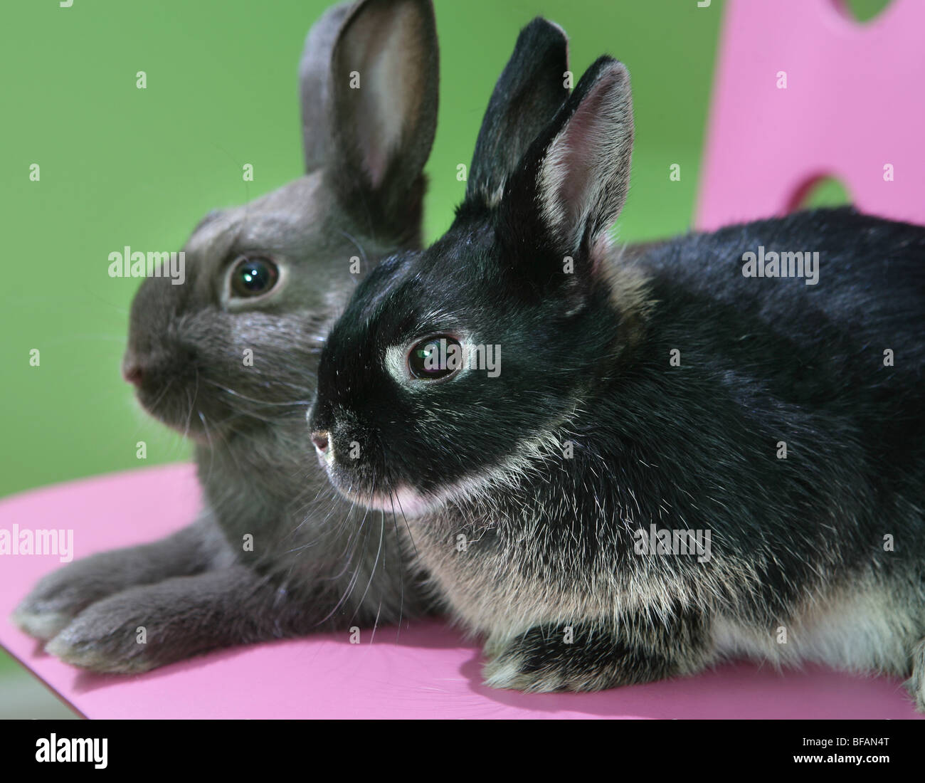 Baby bunnies hi-res stock photography and images - Alamy
