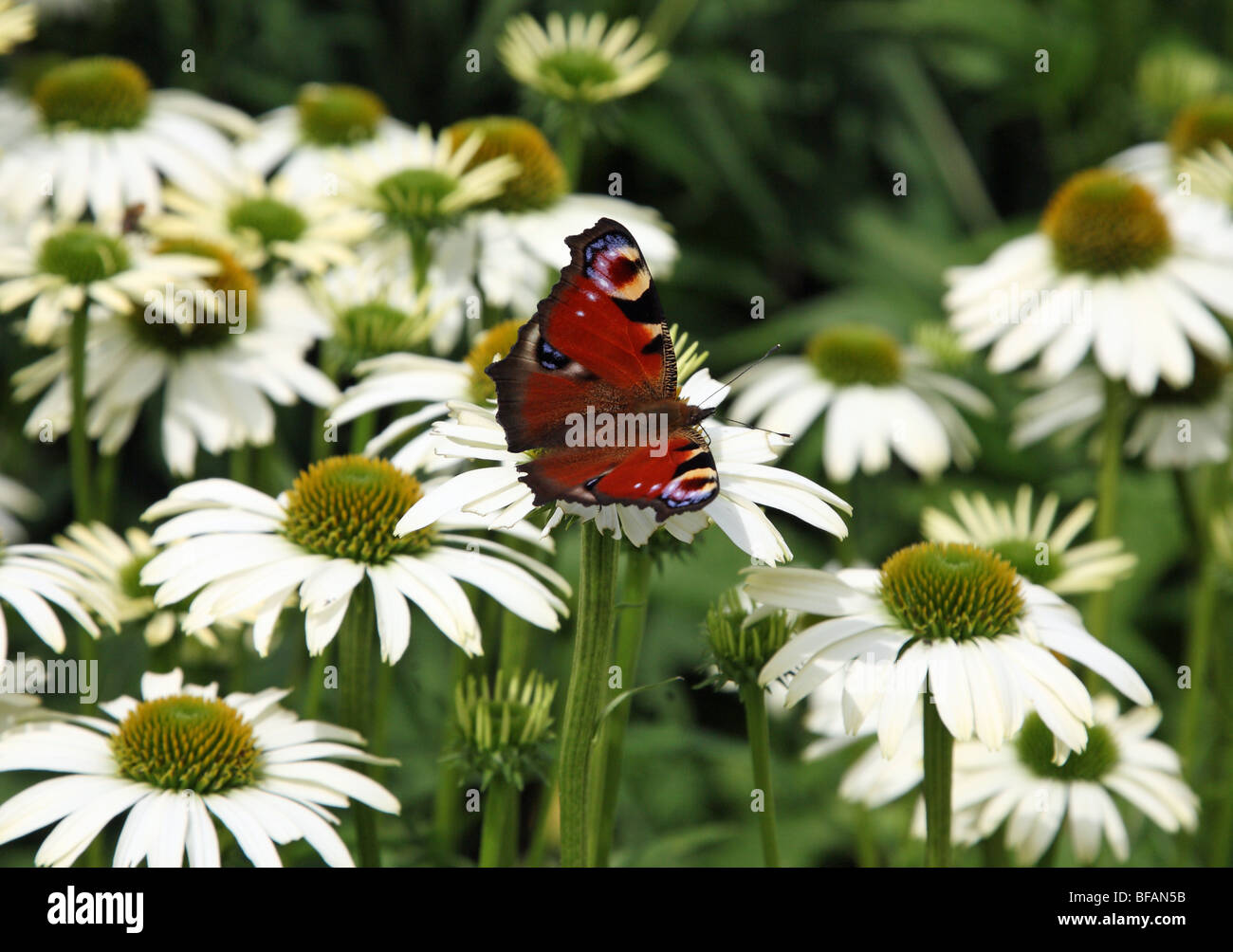 Inachis io peacock butterfly on hi-res stock photography and images - Alamy