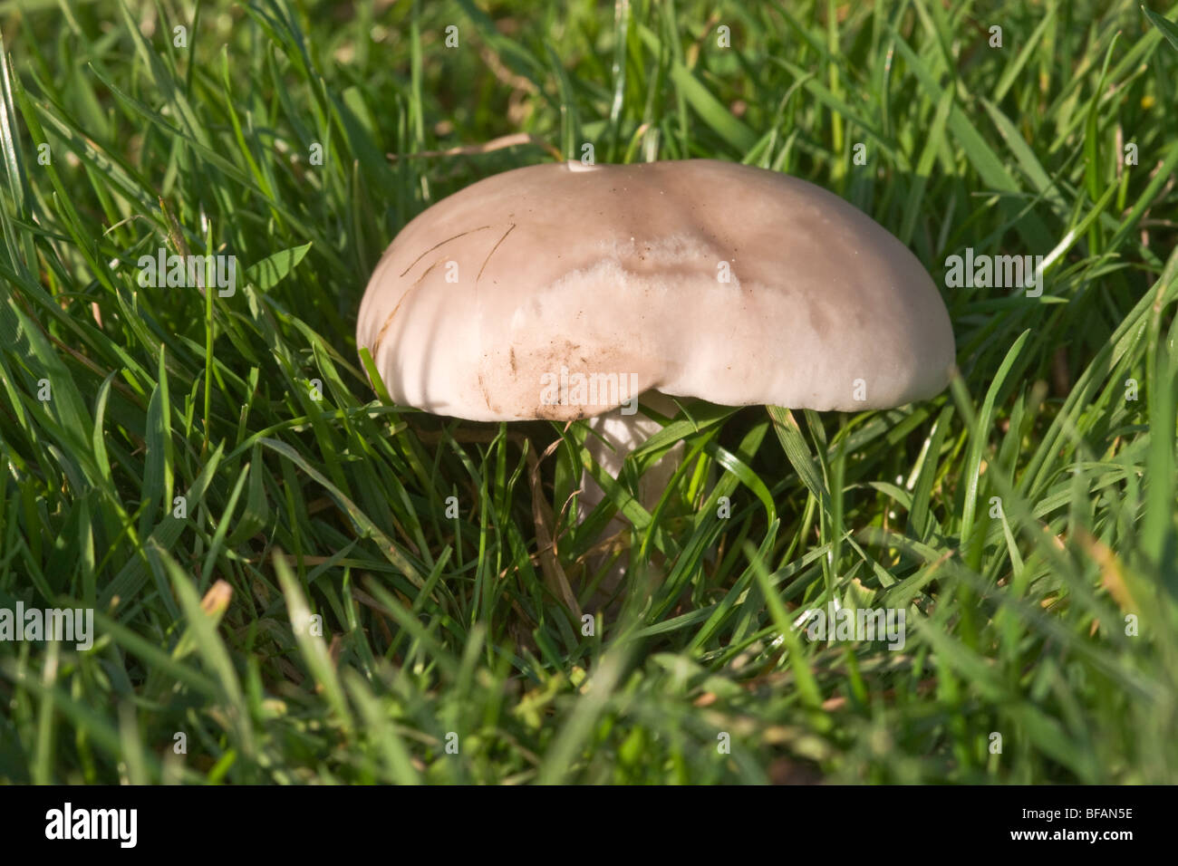 Field Blewit fungi (Lepista saeva Stock Photo - Alamy