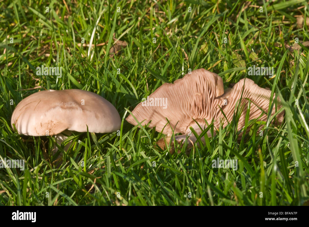 Field Blewit fungi (Lepista saeva Stock Photo - Alamy