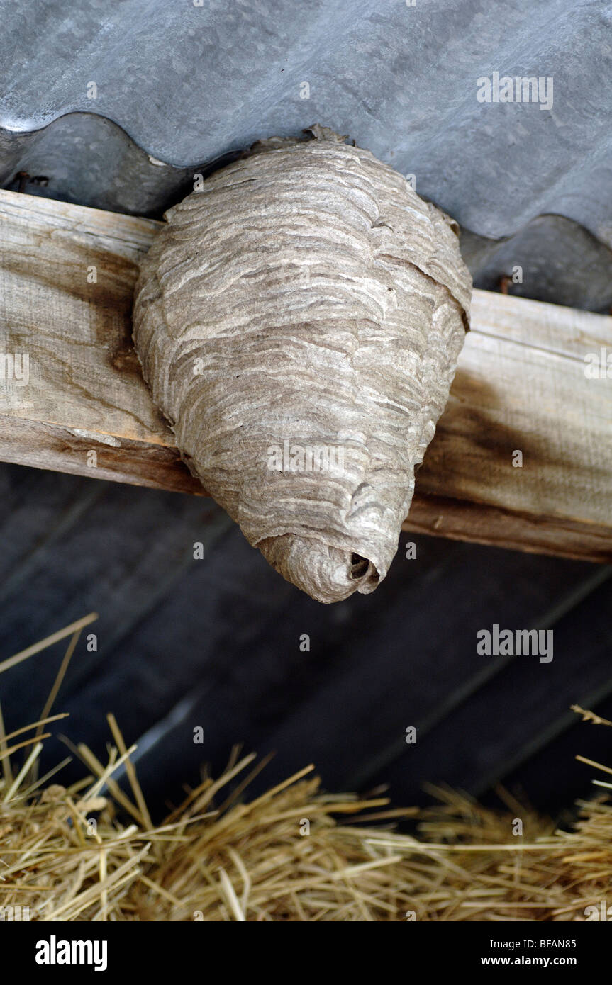 Wasp Nest, Wasps Nest or Hive, Hanging From Roof of a Barn, Blieux ...