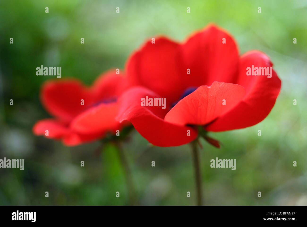 Poppies israel hi-res stock photography and images - Alamy