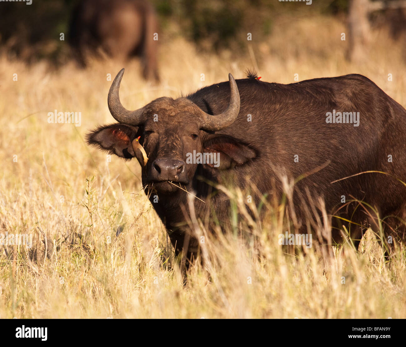 Cape buffalo hi-res stock photography and images - Alamy