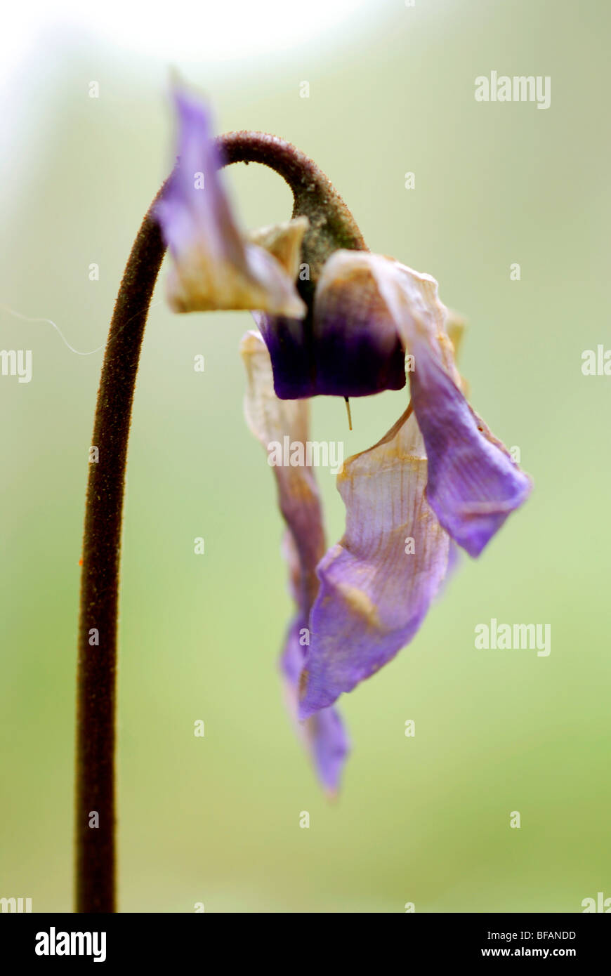 withered Cyclamen persicum Persian Violets, Israel Spring March 2008 ...