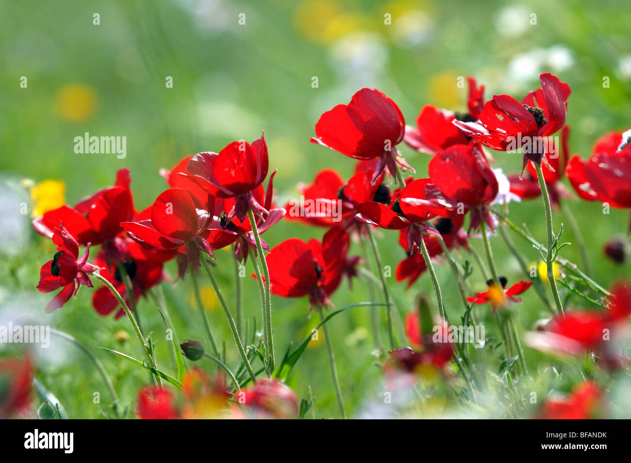 Poppies israel hi-res stock photography and images - Alamy