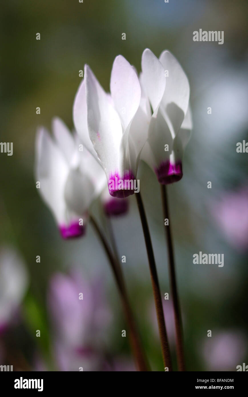 Cyclamen persicum Persian Violets, Israel Spring March 2008 Stock Photo ...